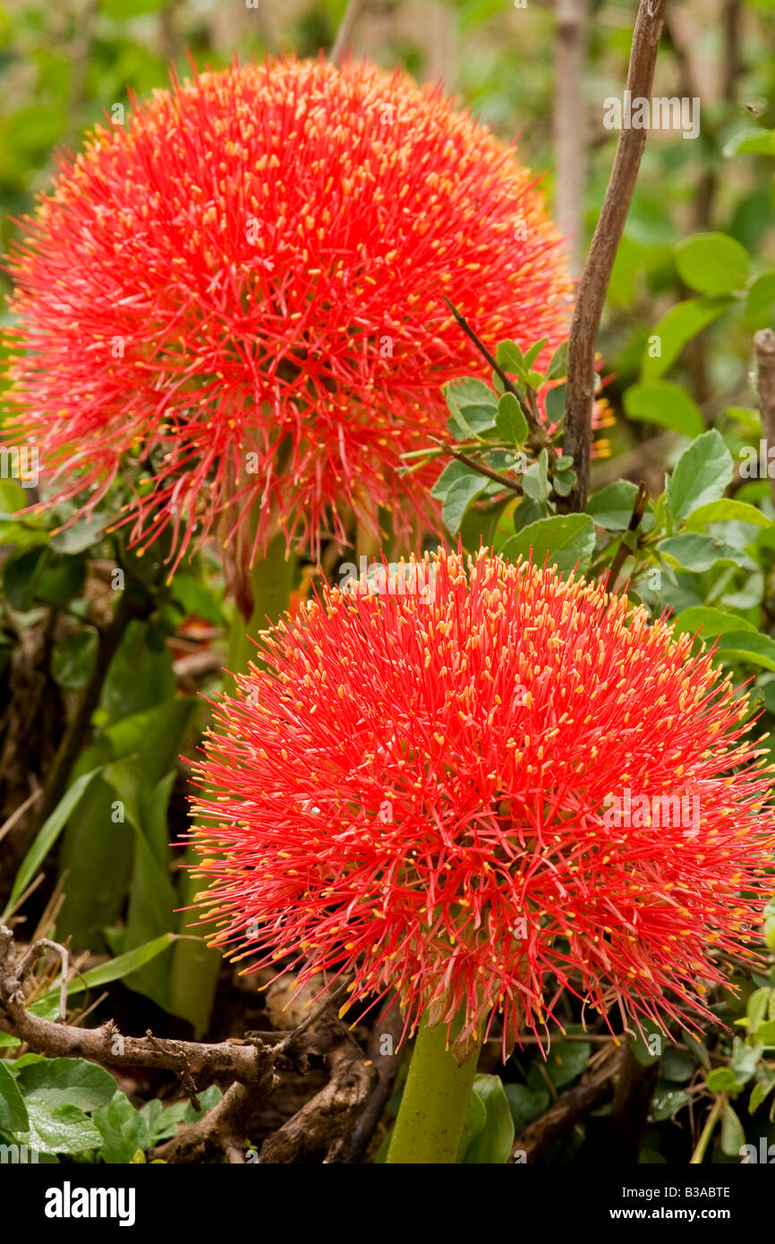 Red fireball hi-res stock photography and images - Alamy