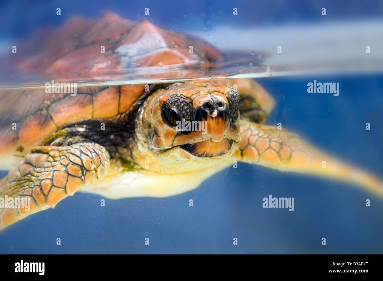 Turtles lay egg sea hi-res stock photography and images - Alamy