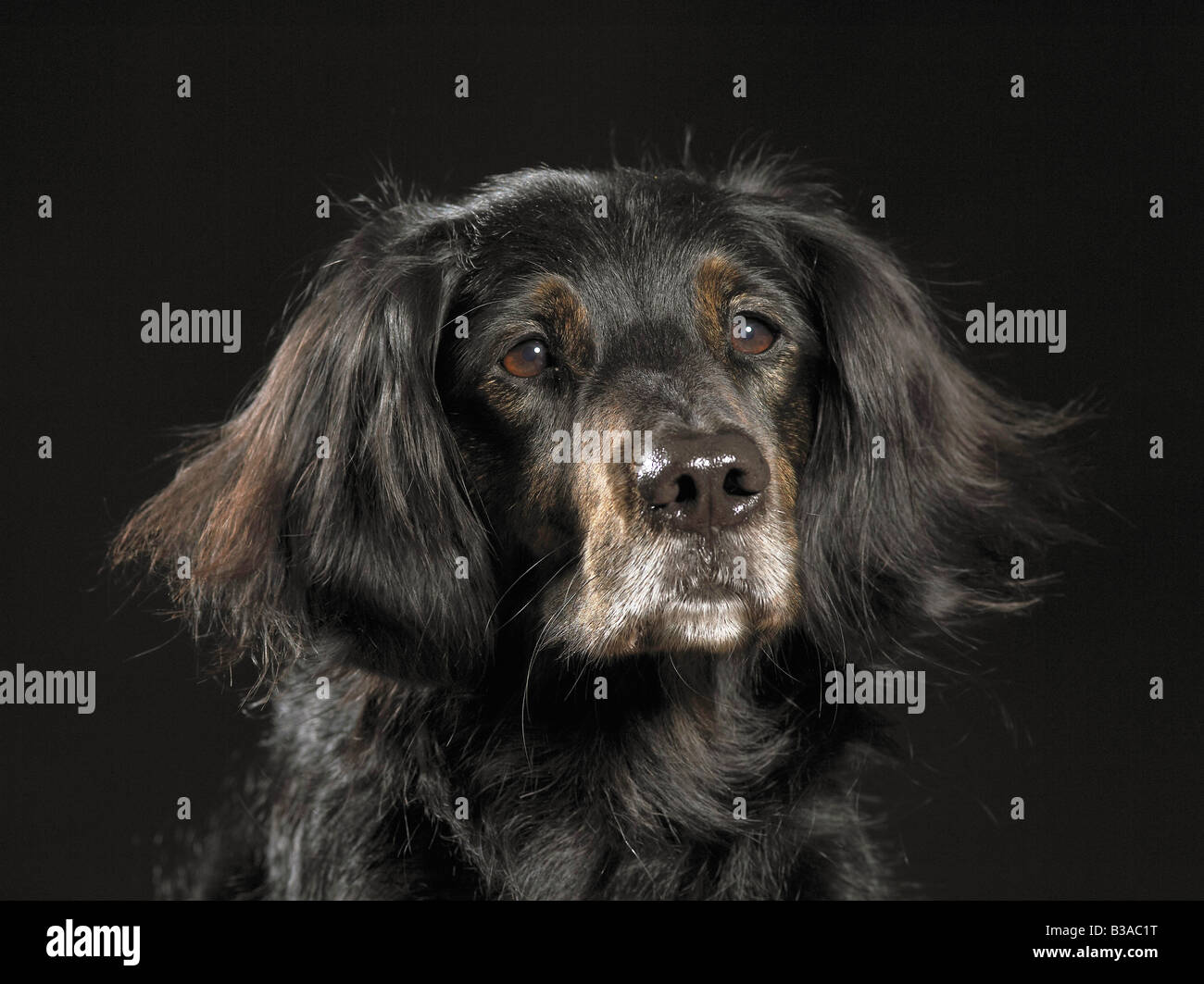 half breed dog - portrait Stock Photo - Alamy