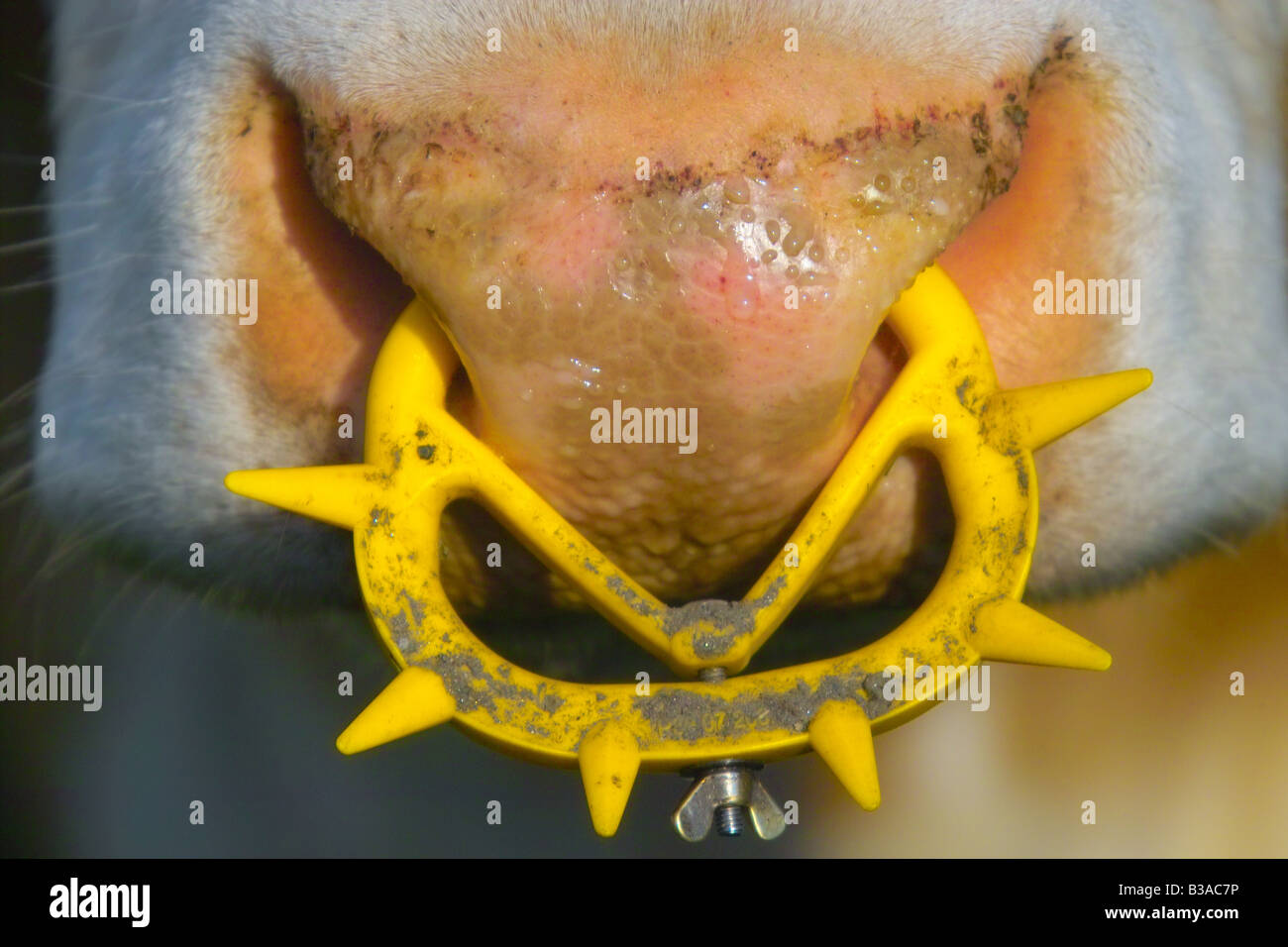 cow with nose ring Stock Photo - Alamy