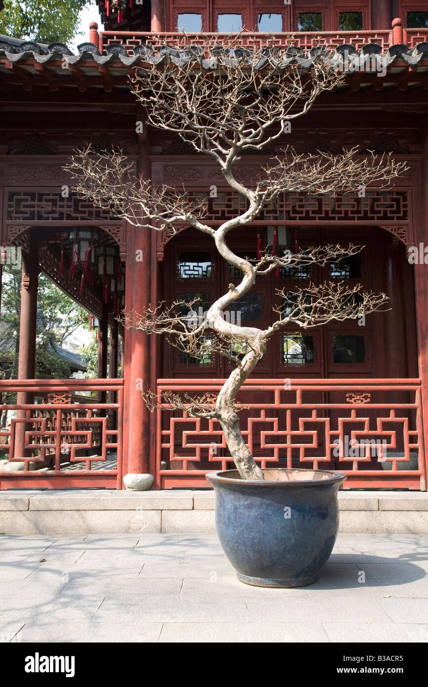 Potted tree in Yuyuan Gardens, Shanghai Stock Photo - Alamy