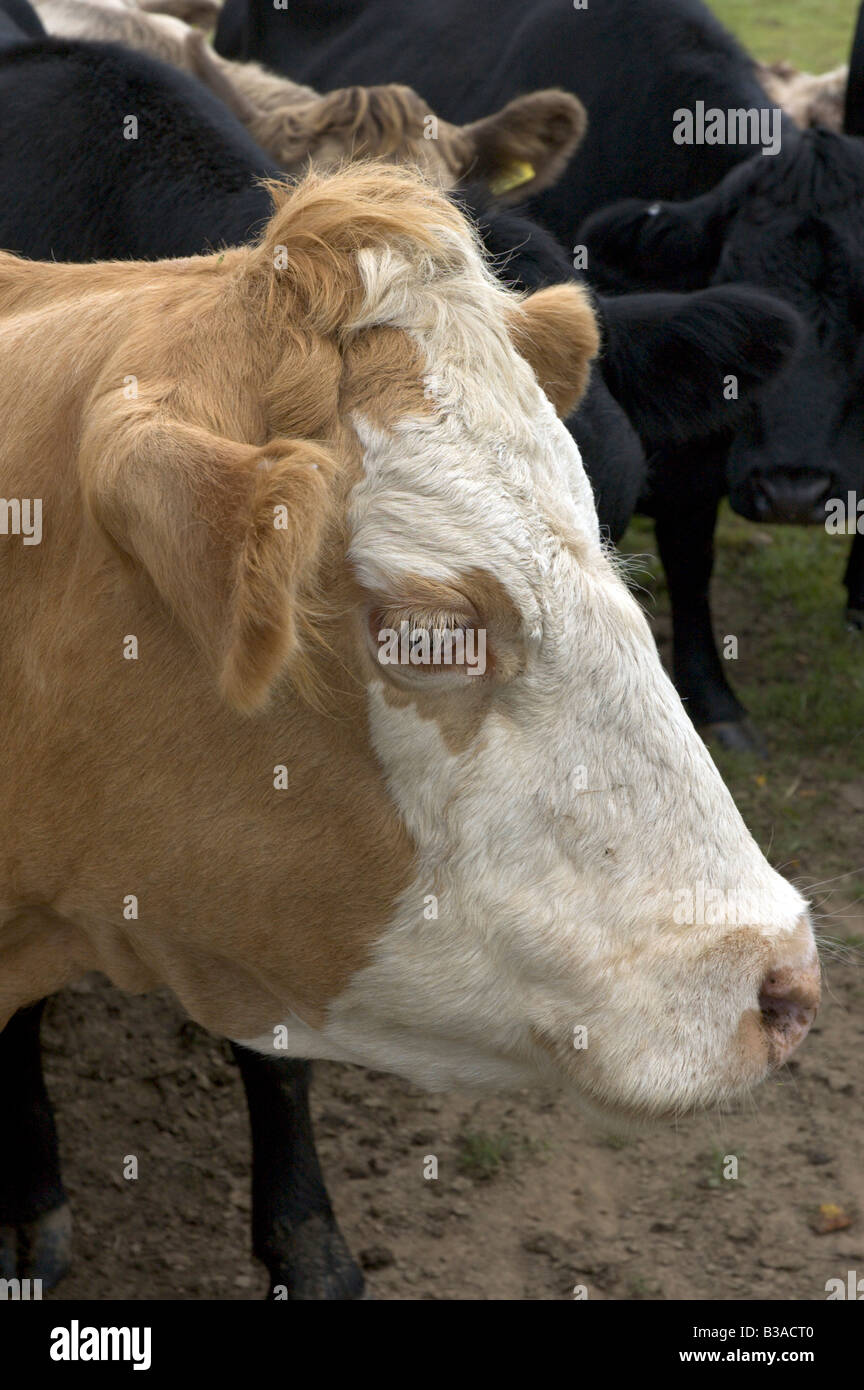 A portrait orientated close up of a rare breed Limousin cow's head ...