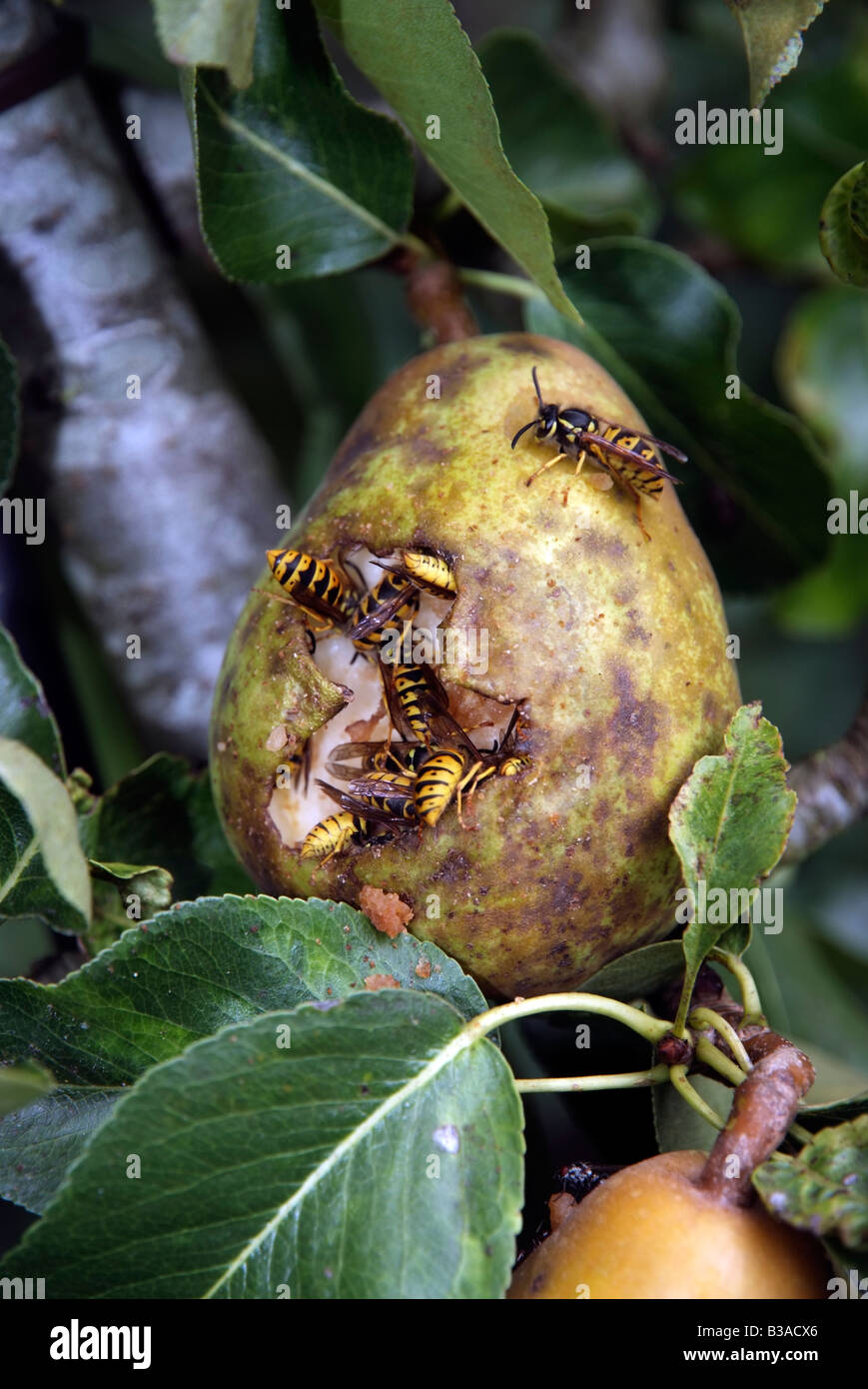 Common wasp Vespula vulgaris a social hymenopterous insect eating into ...