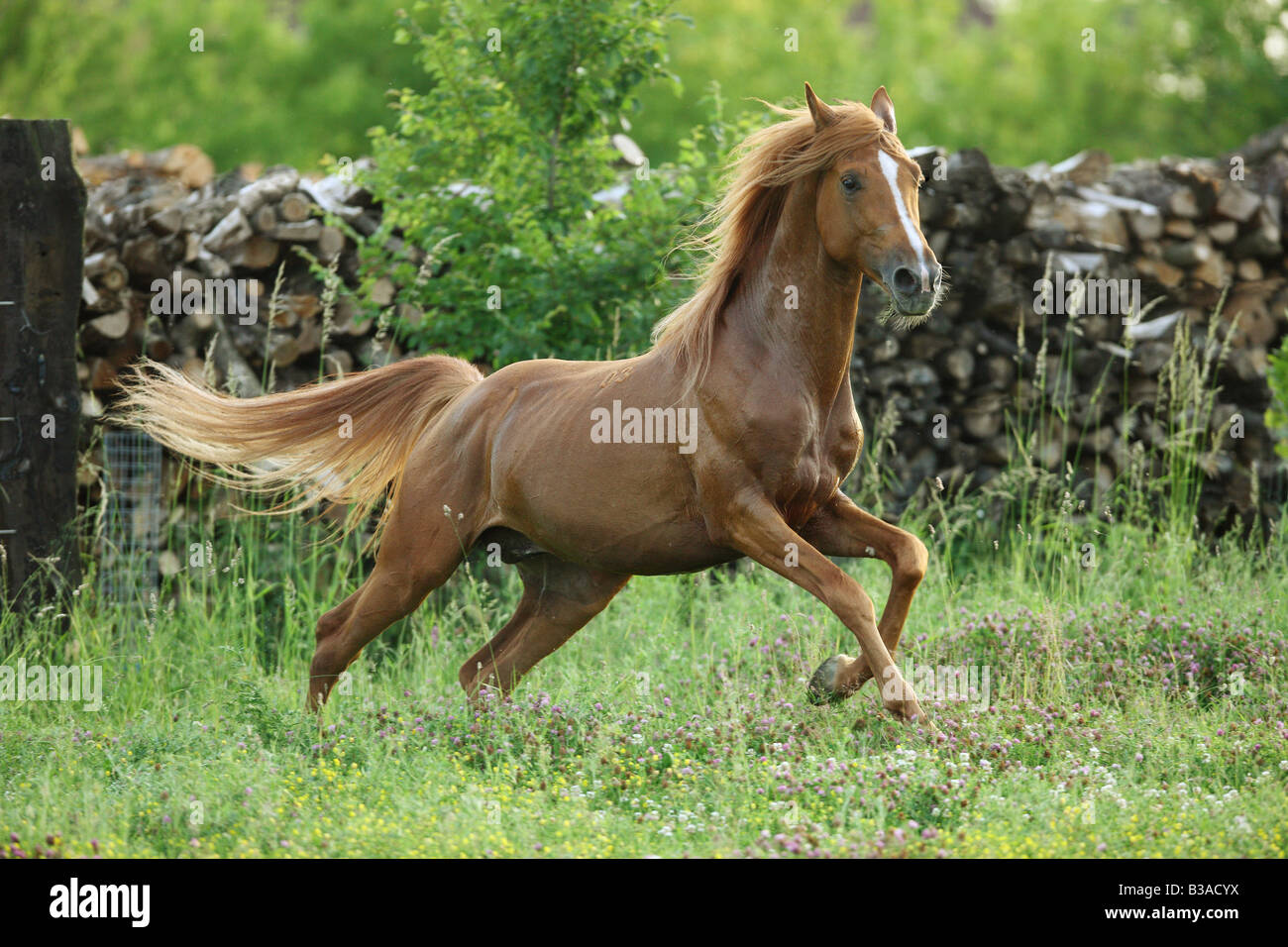 Gidran horse hi-res stock photography and images - Alamy