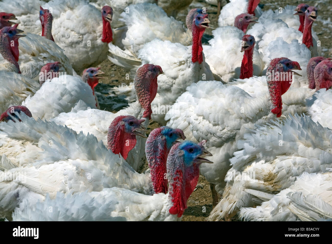 Turkey in flock. White. Norbest Turkey company, Utah Stock Photo - Alamy