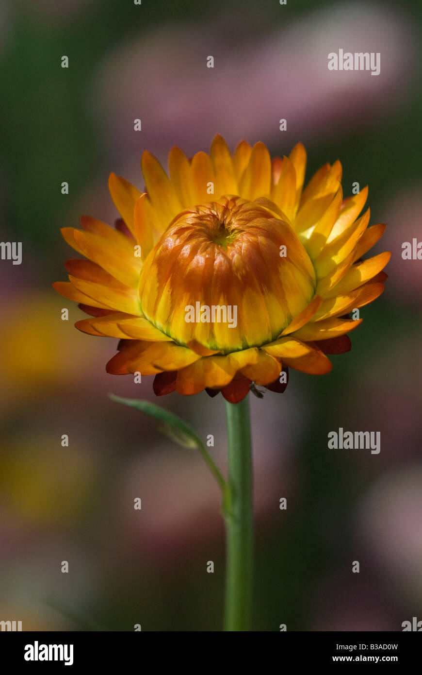 Single orange flower hi-res stock photography and images - Alamy