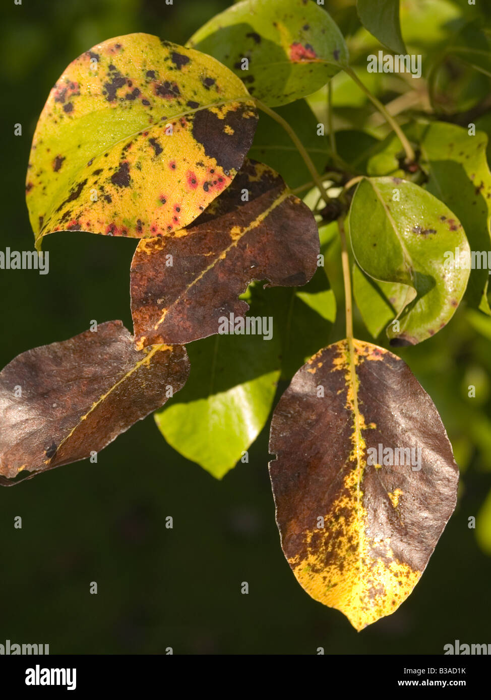 Venturia hi-res stock photography and images - Alamy