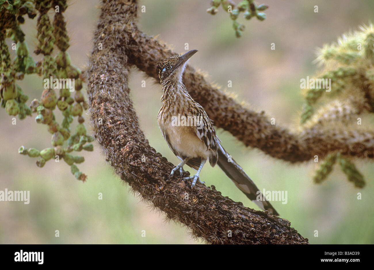 Greater roadrunners hi-res stock photography and images - Alamy