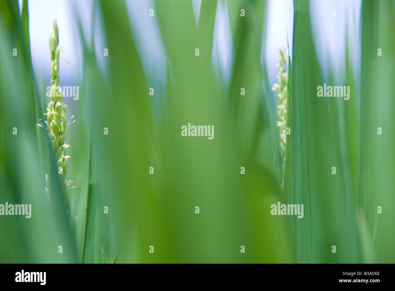 Rice ripening amongst green rice leaves in a paddy field in Okaya ...
