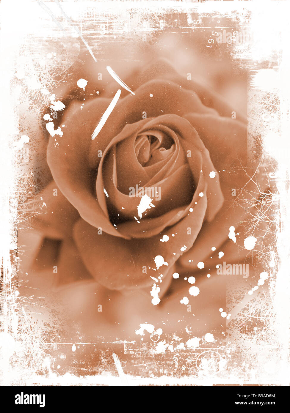 Grunge rose background Stock Photo - Alamy