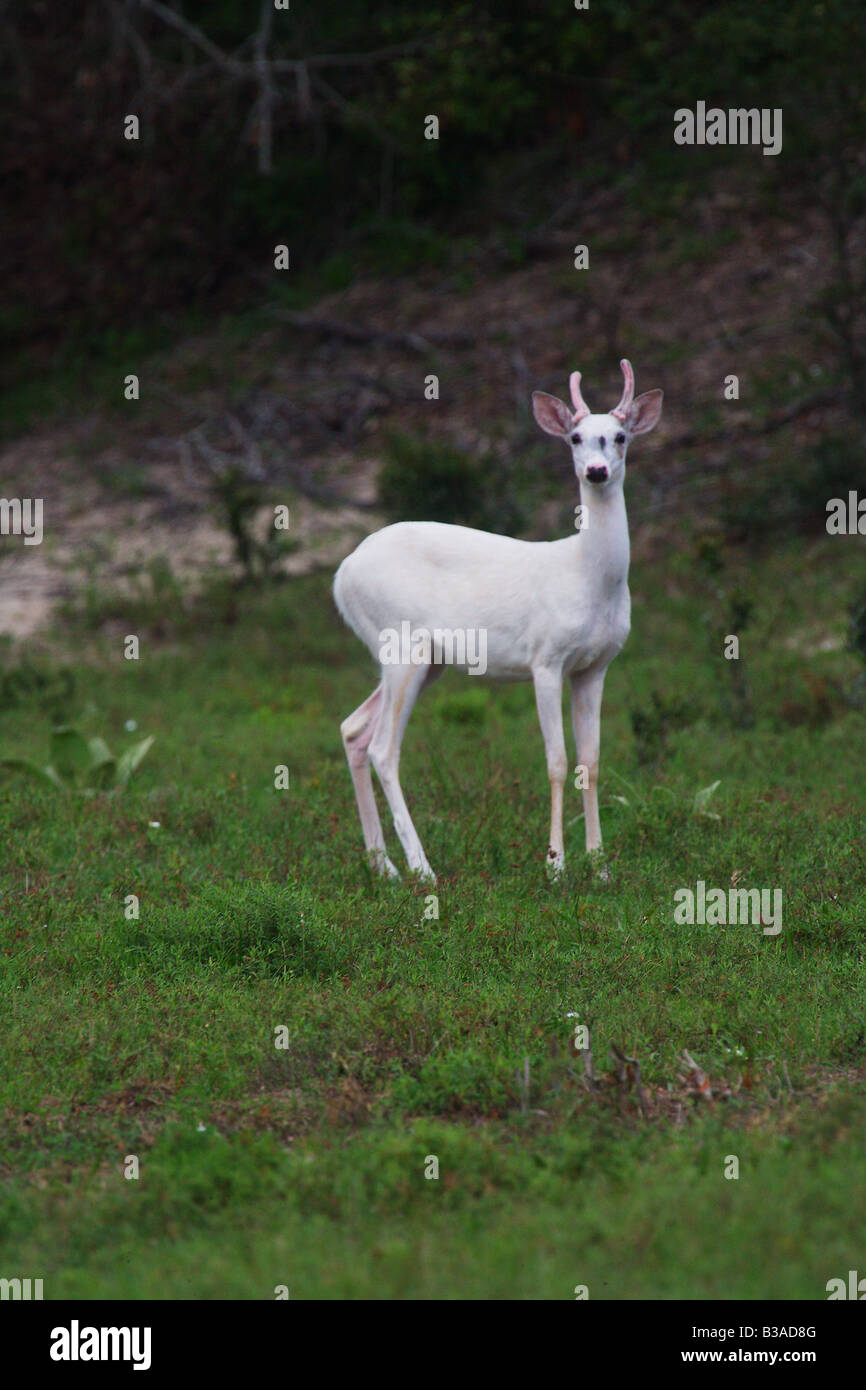 Whitetail deer buck georgia hi-res stock photography and images - Alamy