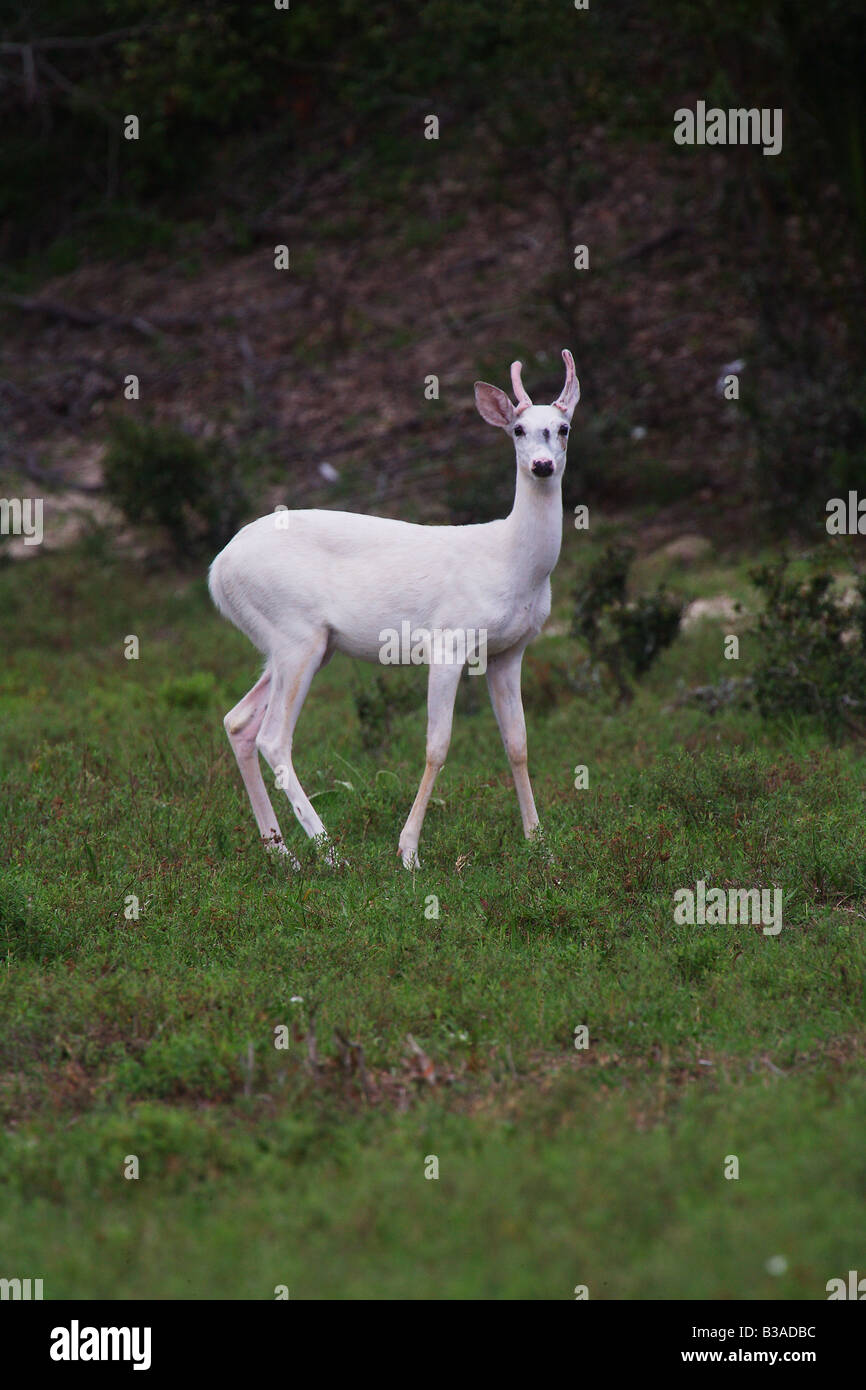 Pure white deer buck grazing on Cumberland Island Georgia Stock Photo ...
