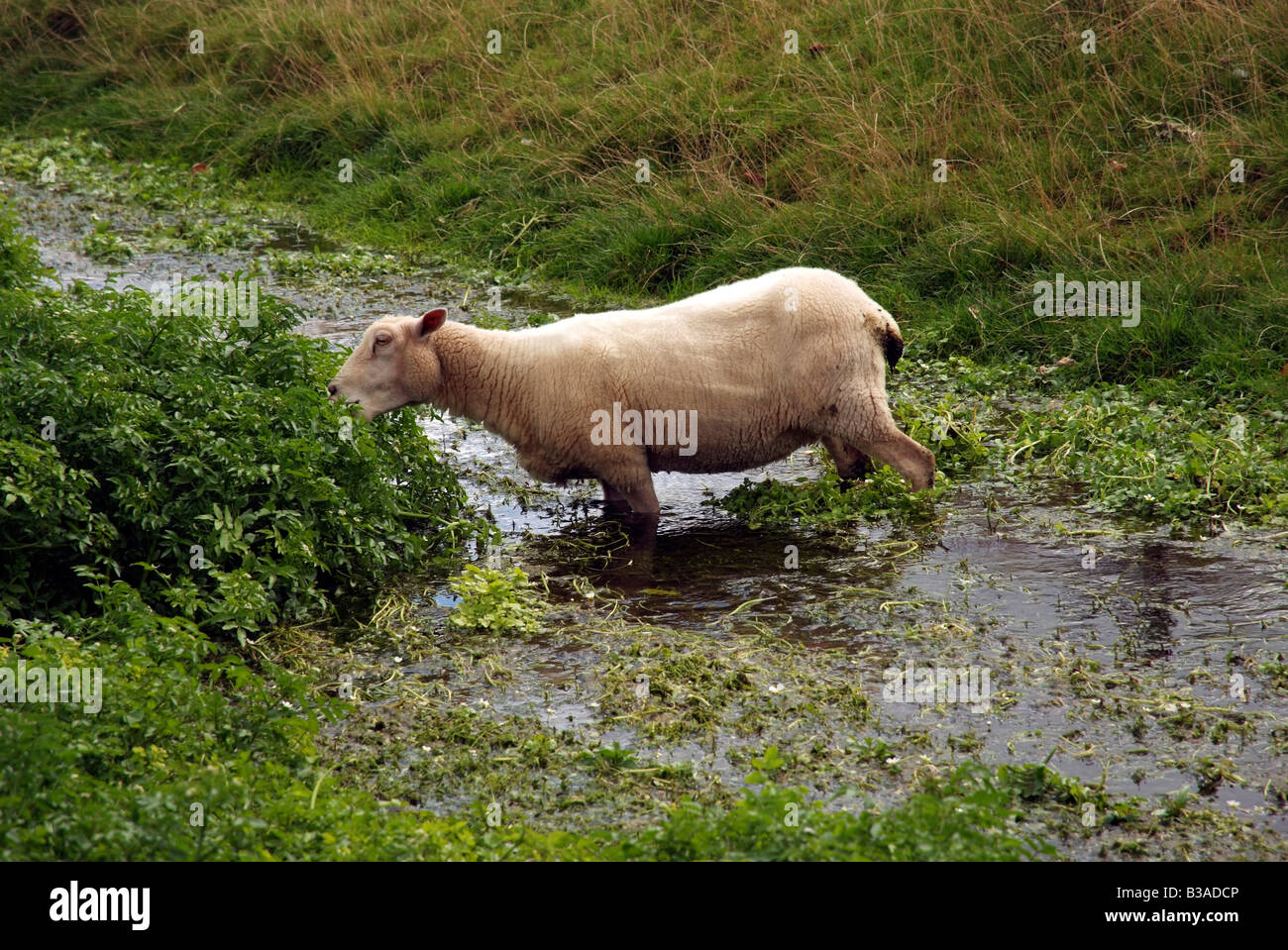 Sheep graze in a stream eating watercress countryside farming landscape ...