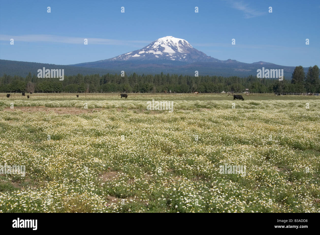 Mt Adams and Cattle Range with Wildflowers Cascade Mountains Washington ...