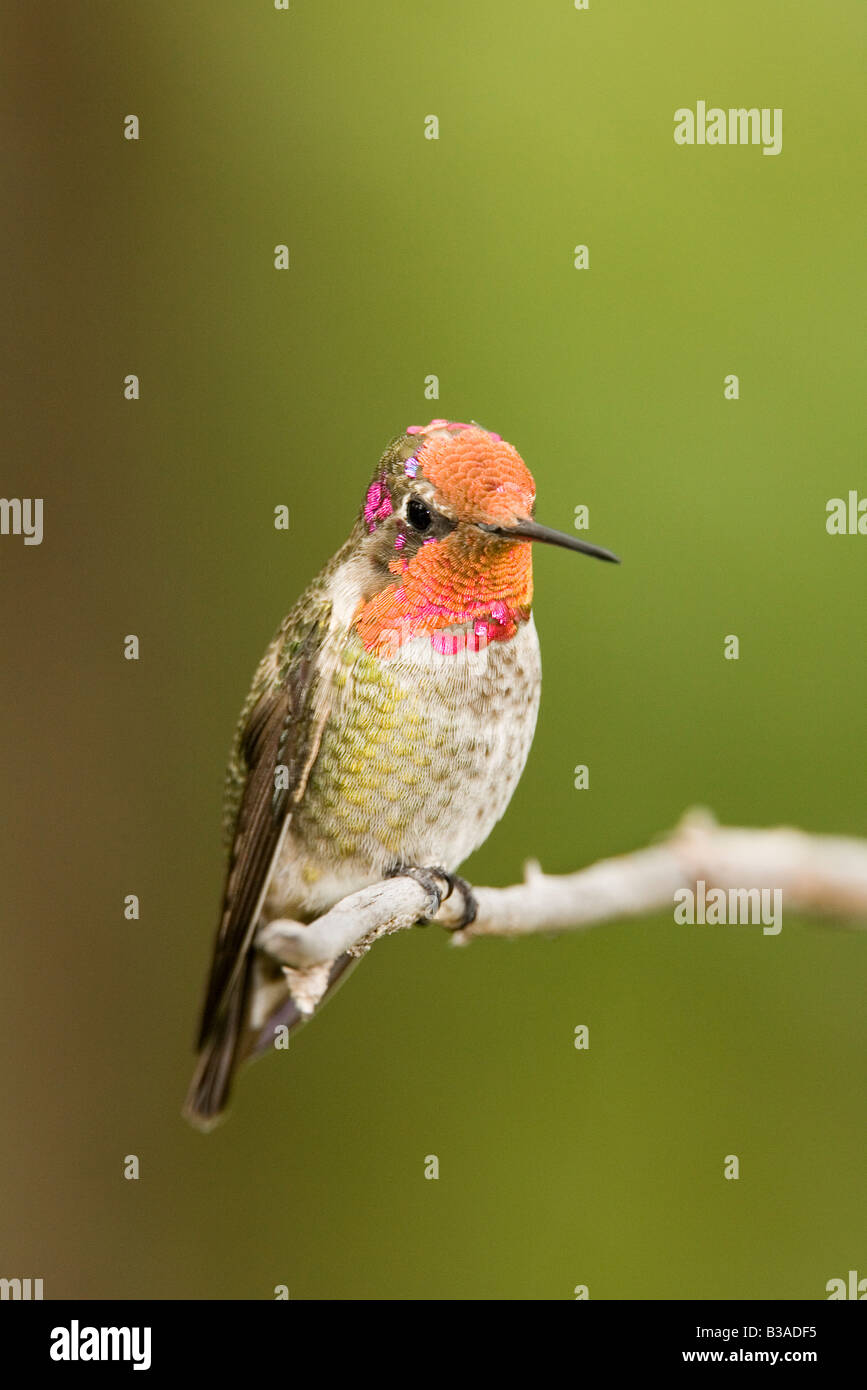 Annas light hi-res stock photography and images - Alamy
