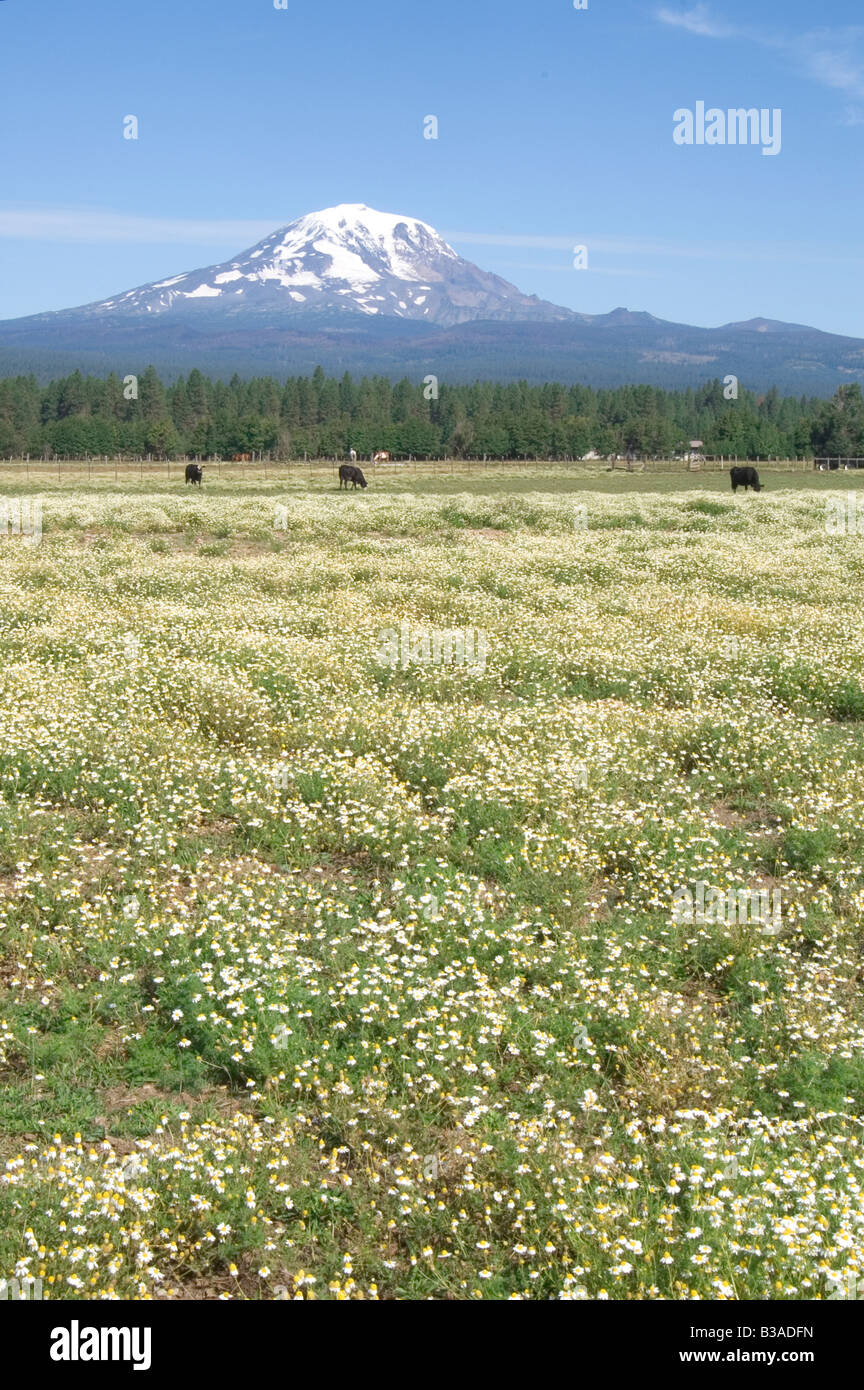 Mt Adams and Cattle Range with Wildflowers Cascade Mountains Washington ...