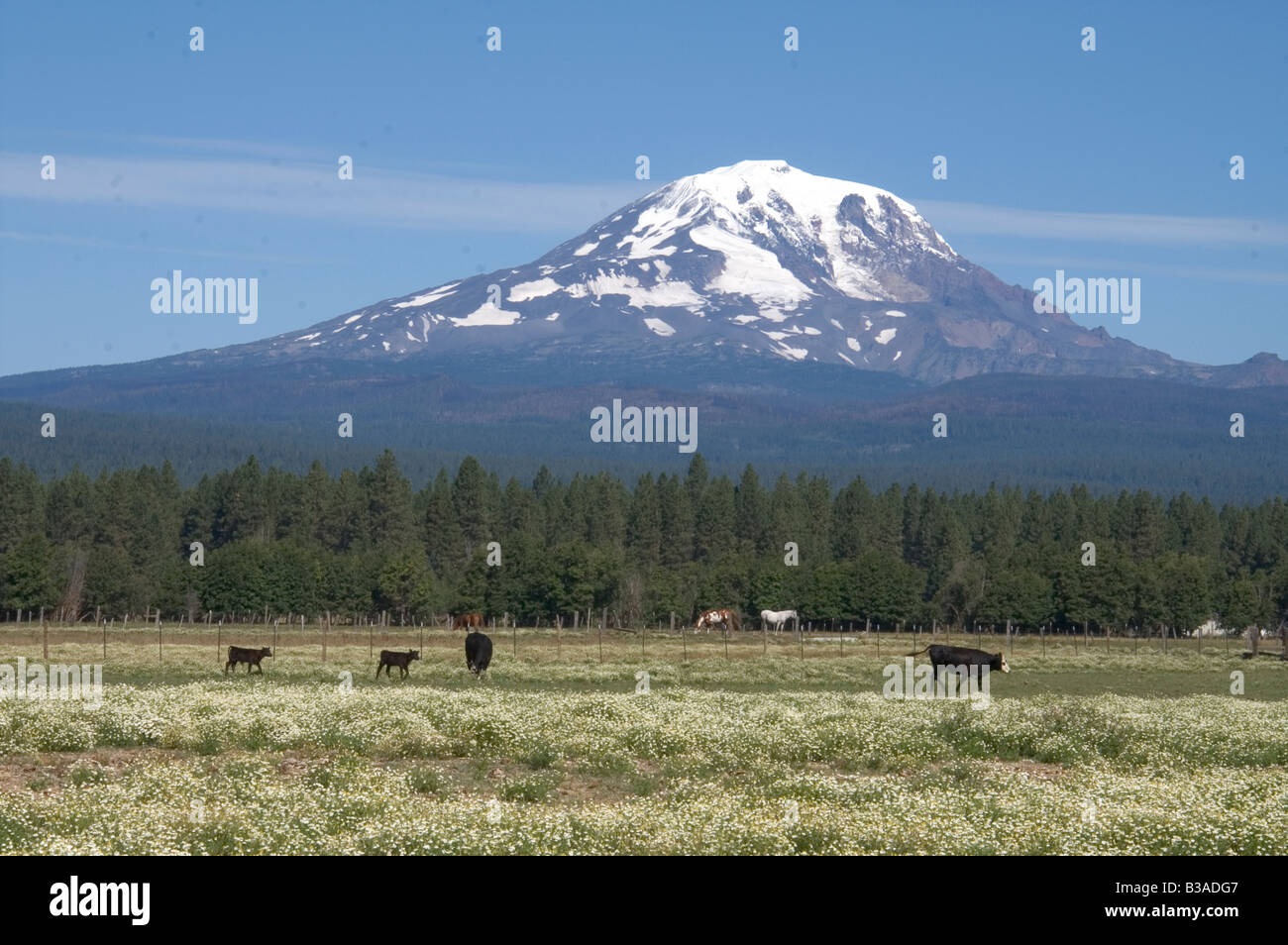 Mt Adams and Cattle Range Cascade Mountains Washington State near ...