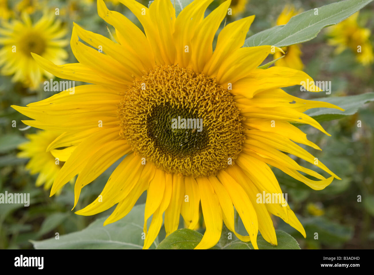 Japan flowerheads hi-res stock photography and images - Alamy