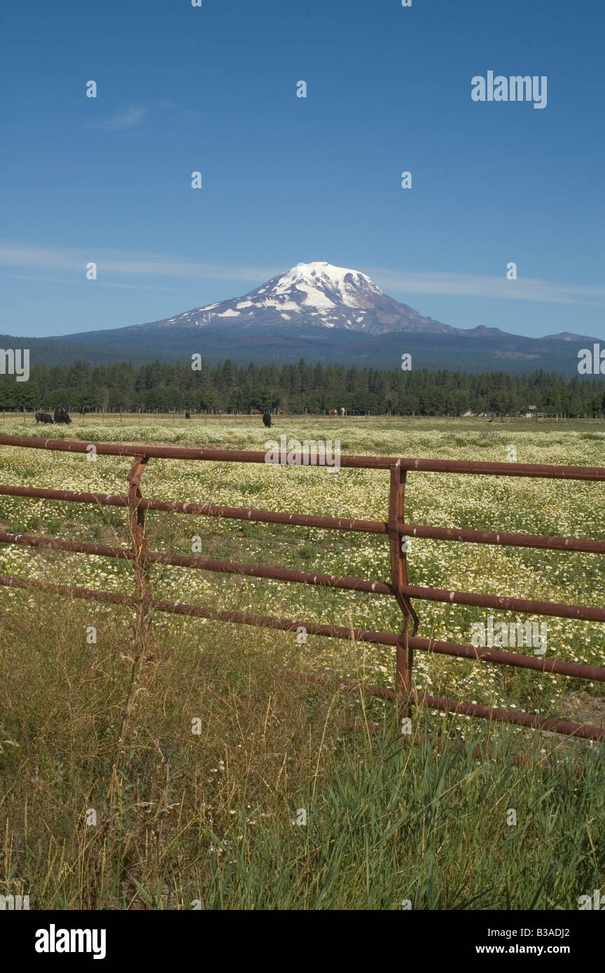 Mt Adams and Cattle Guard Cascade Mountains Washington State near ...