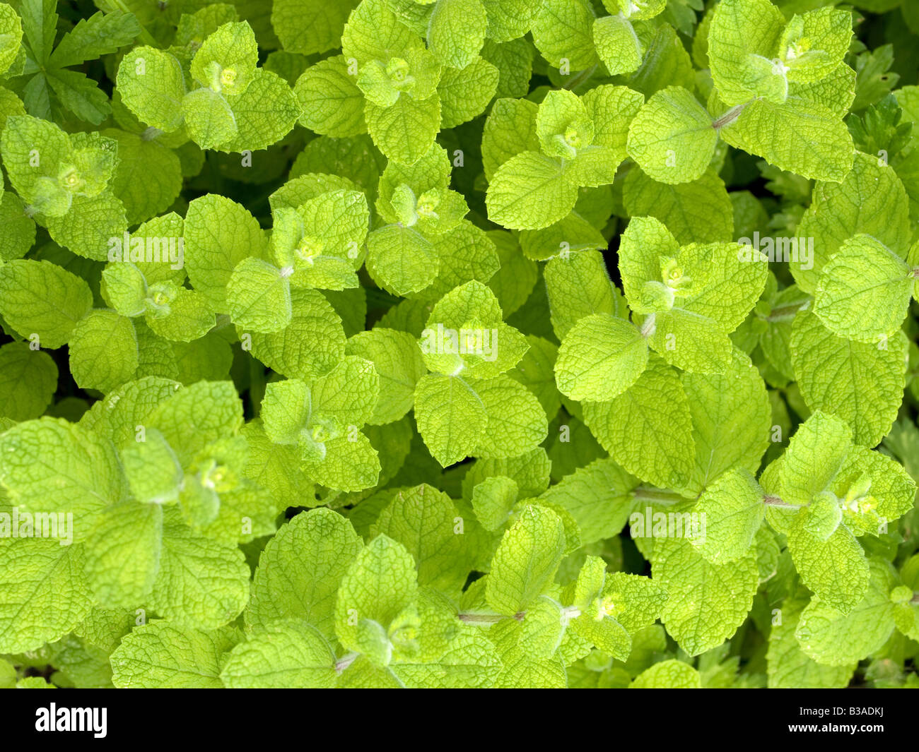 Beautiful fresh wild mint background Stock Photo - Alamy