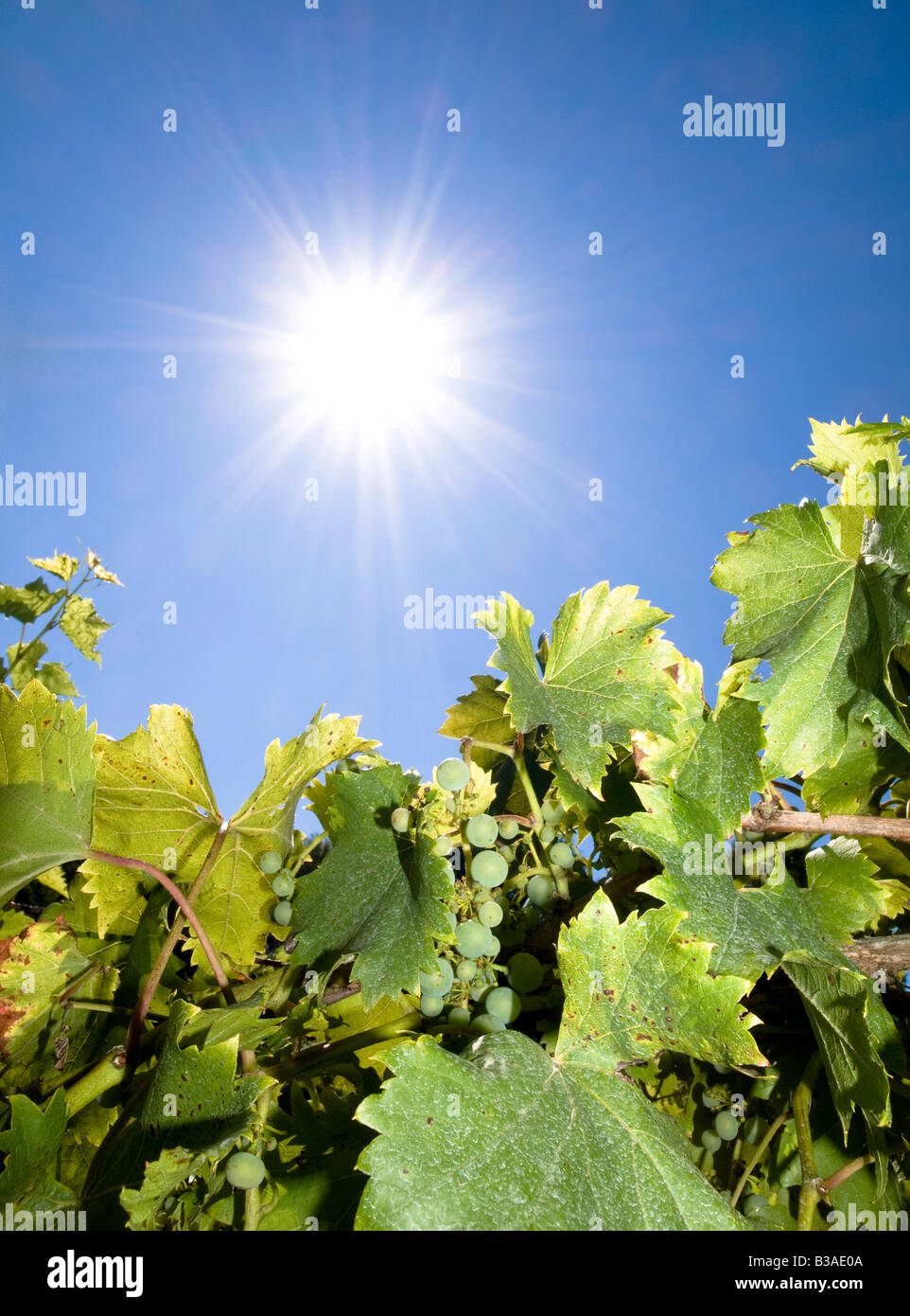 Vineyard and sun Stock Photo - Alamy