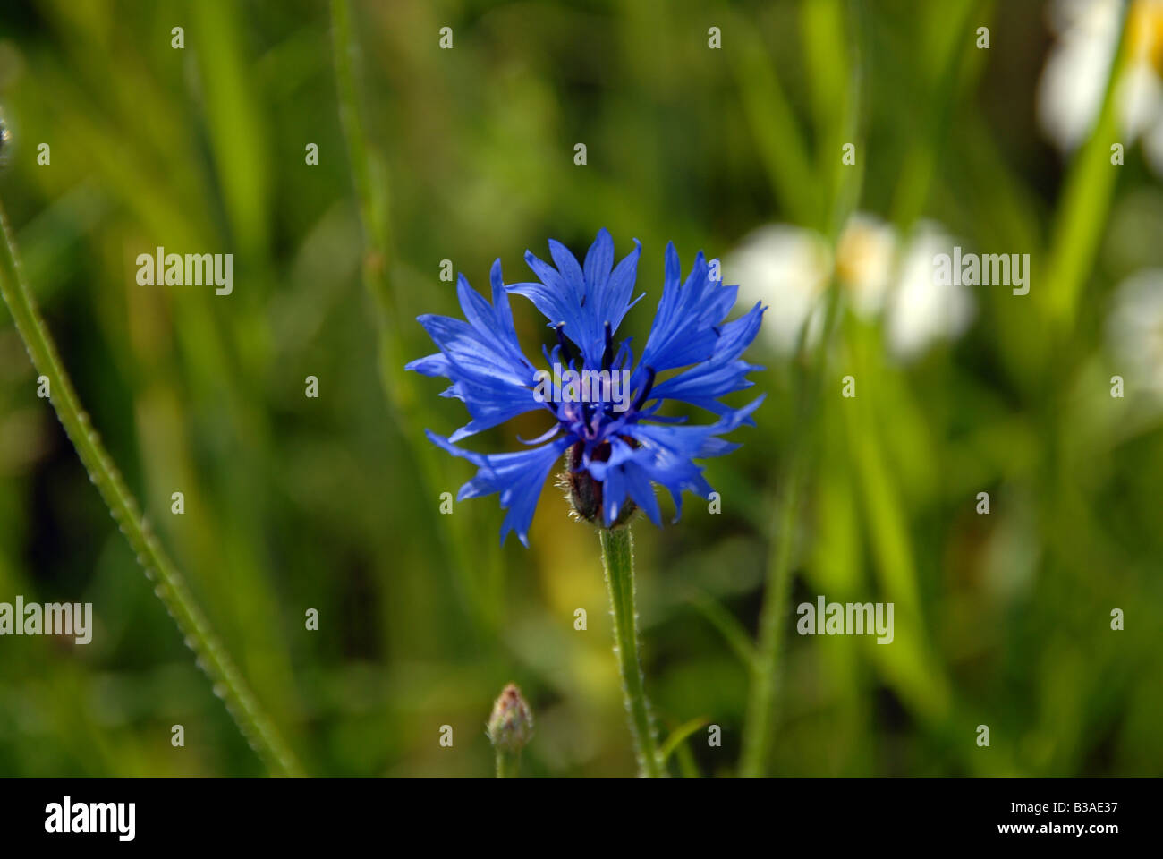 Cornflower in the field somewhere on a field Stock Photo - Alamy