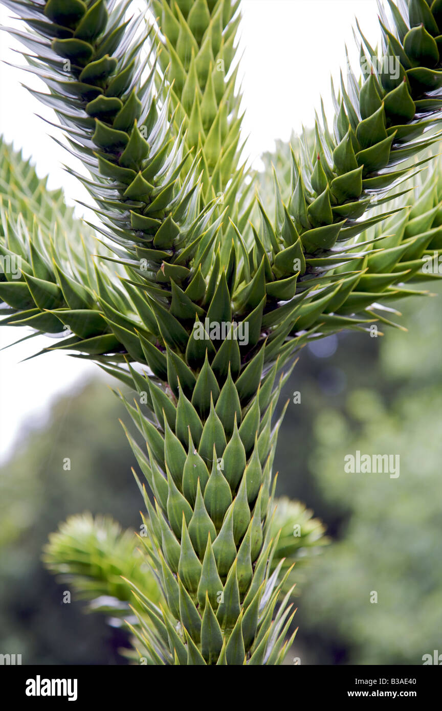 ARAUCARIA MONKEY PUZZLE TREE EVERGREEN CONIFEROUS TREE IN AUGUST Stock ...