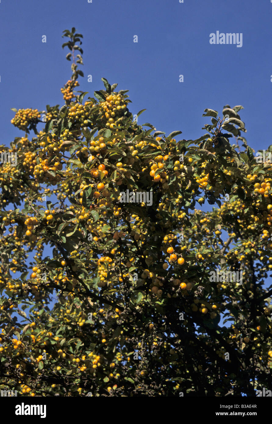 malus rosaceae tree spring flowering with autumn colouring Stock Photo ...