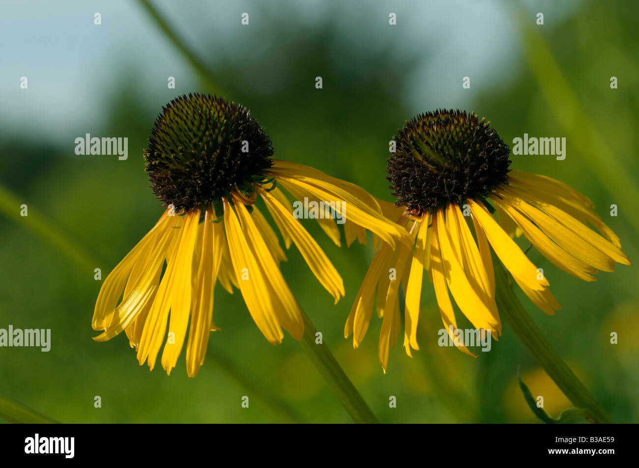 Echinacea paradoxa hi-res stock photography and images - Alamy