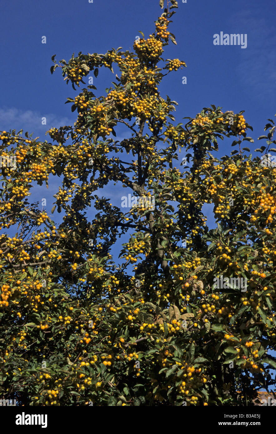 malus rosaceae tree spring flowering with autumn colouring Stock Photo ...