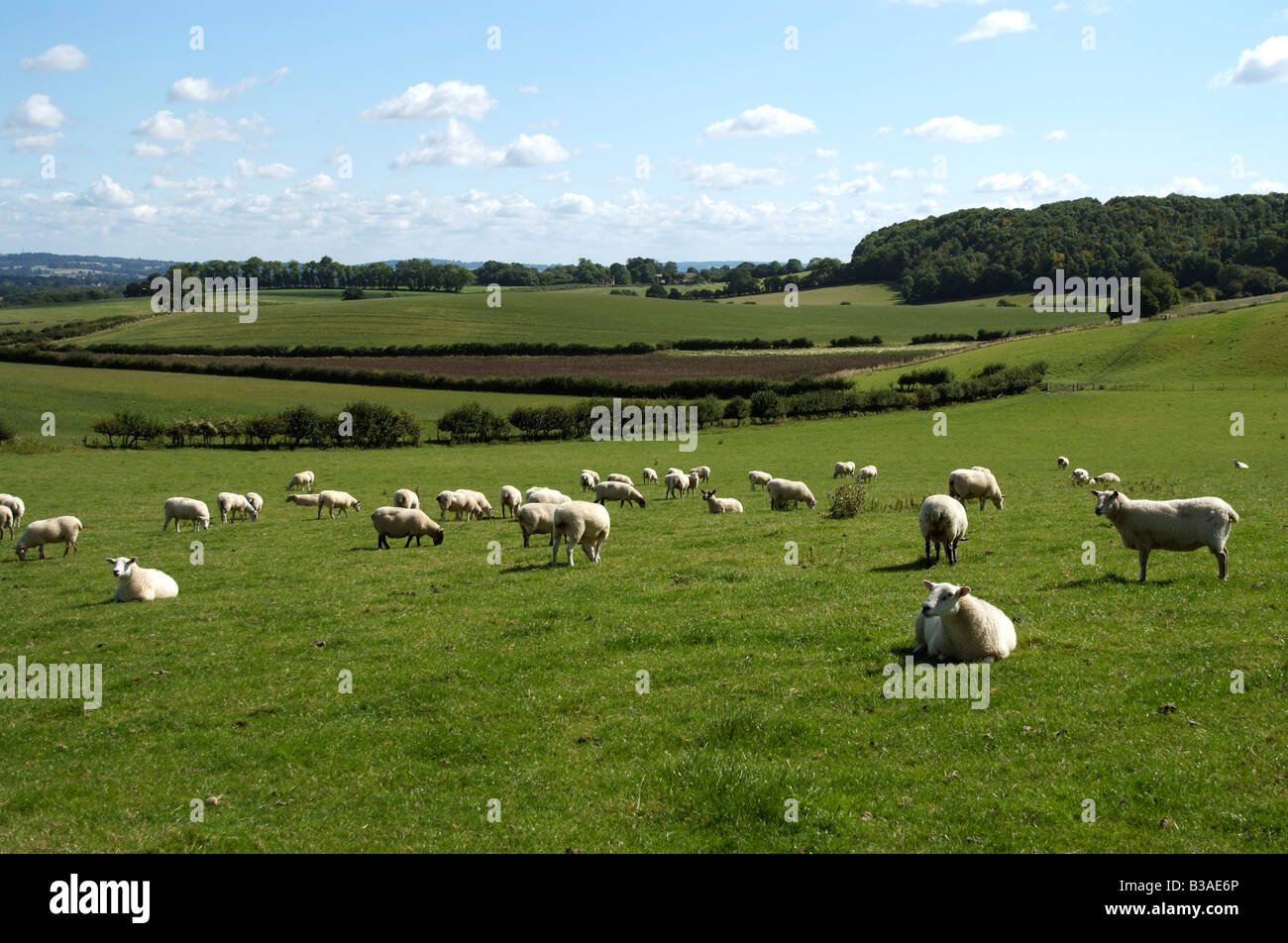 England Landscape Sheep