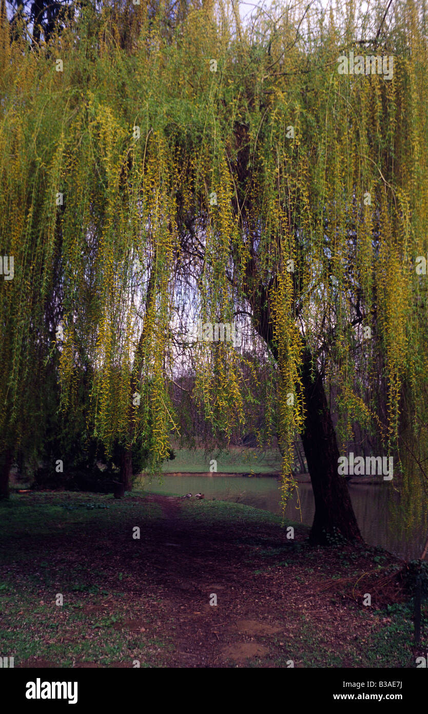 Big willow tree in springtime Stock Photo - Alamy