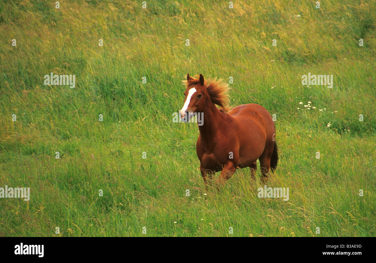 Horse running in pasture Stock Photo - Alamy