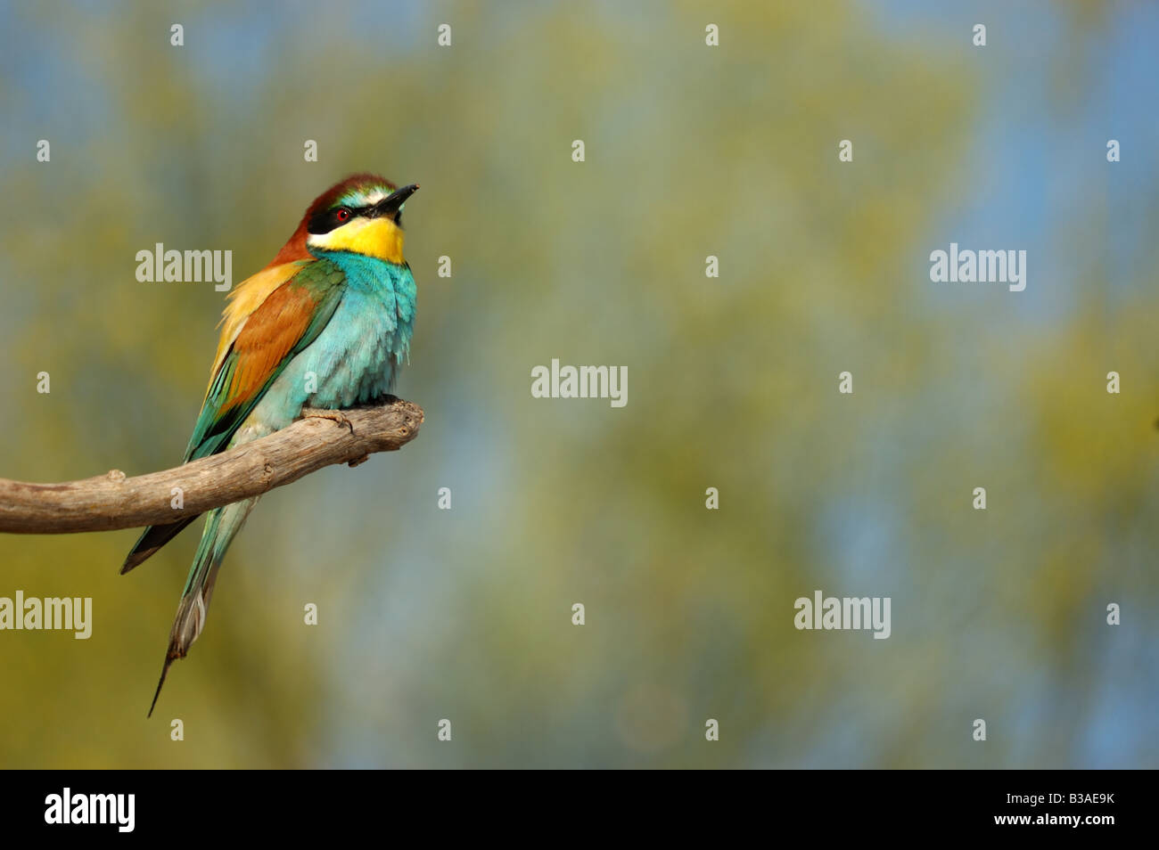 a photograph of a bird Stock Photo - Alamy