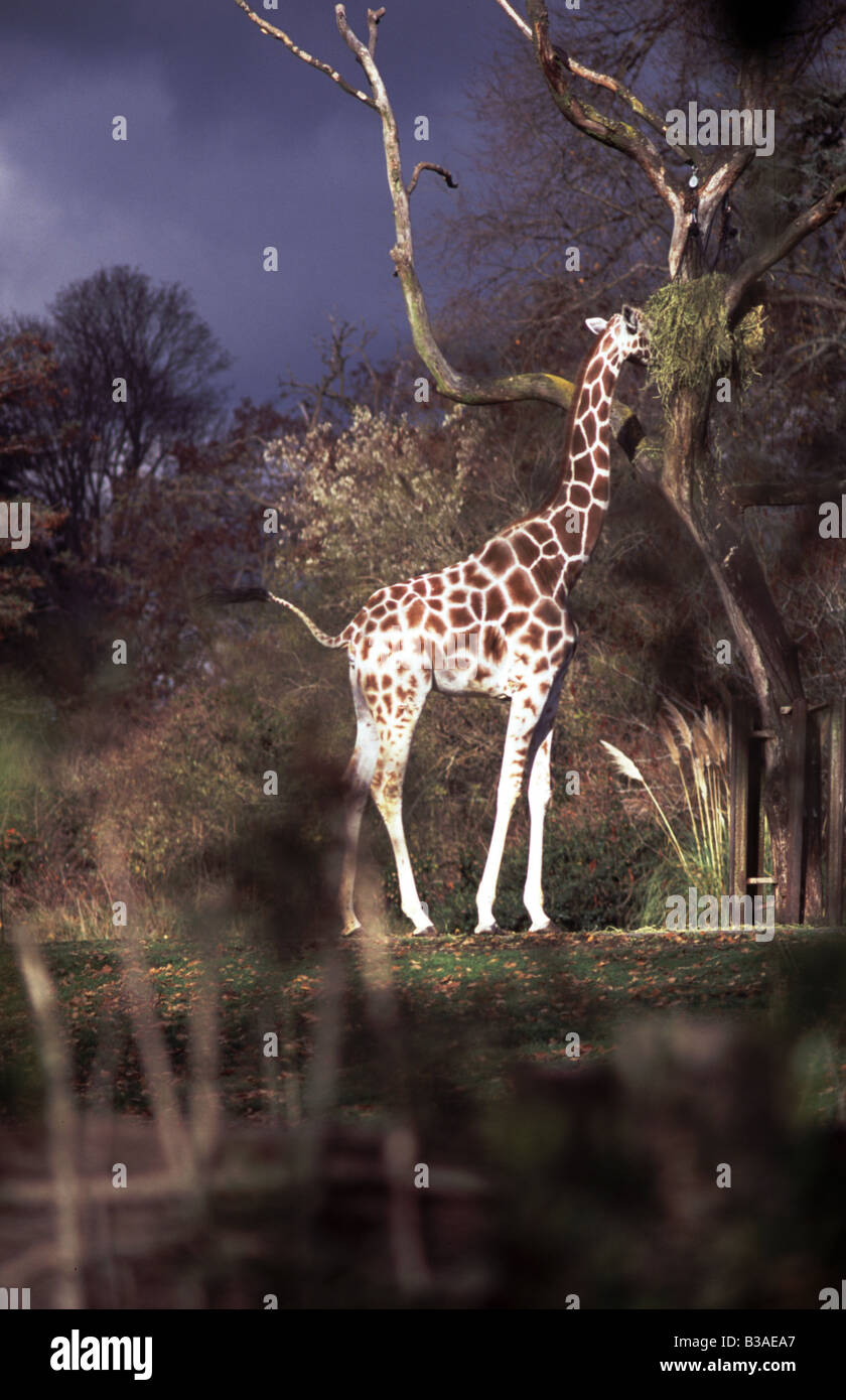 A Zoo held Giraffe reaches up into a tree for a nibble Stock Photo - Alamy