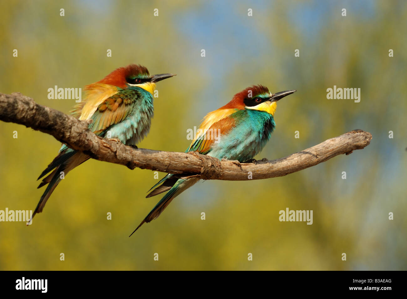 a photograph of two birds Stock Photo - Alamy