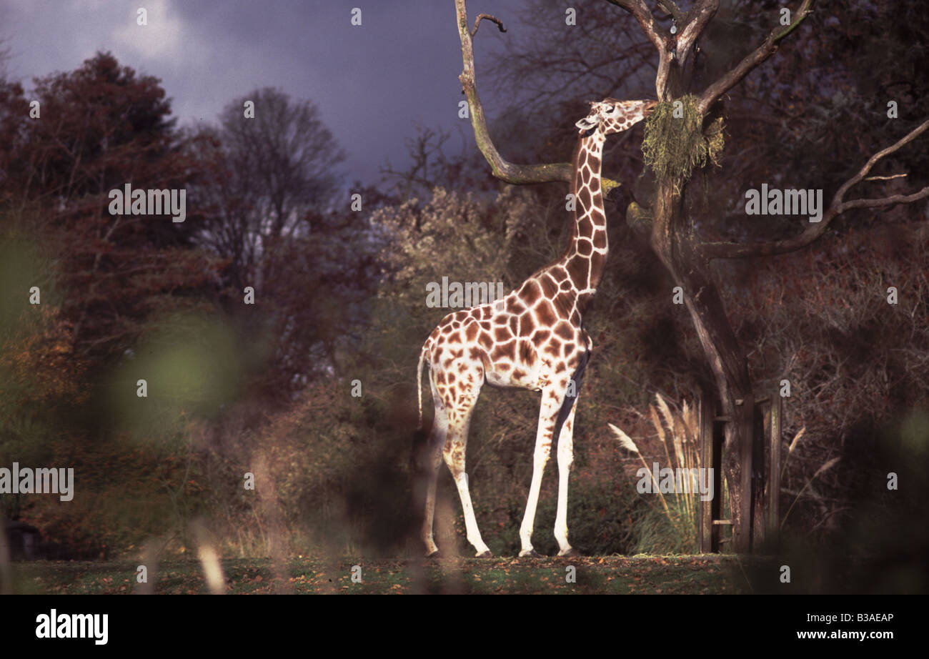 A Zoo held Giraffe reaches up into a tree for a nibble Stock Photo - Alamy