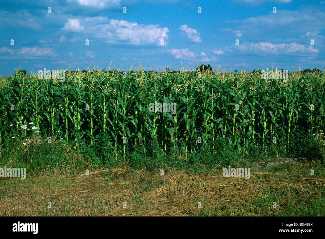 Corn Crop Michigan USA Stock Photo - Alamy