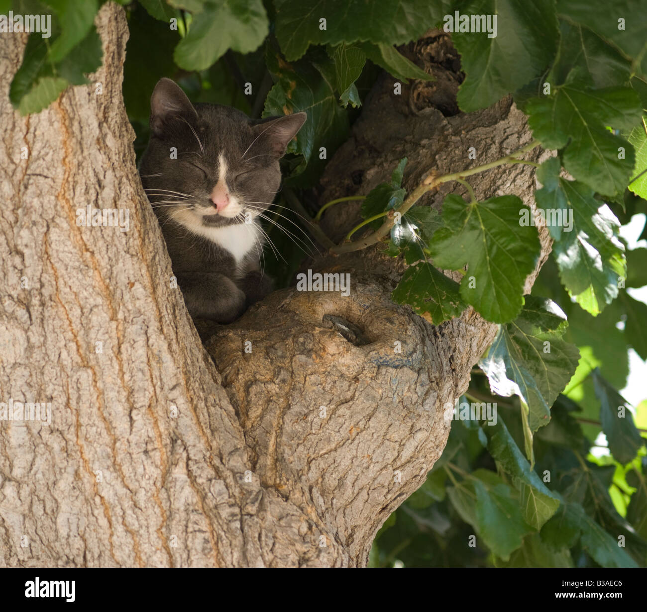 Cat sleep in tree hi-res stock photography and images - Alamy