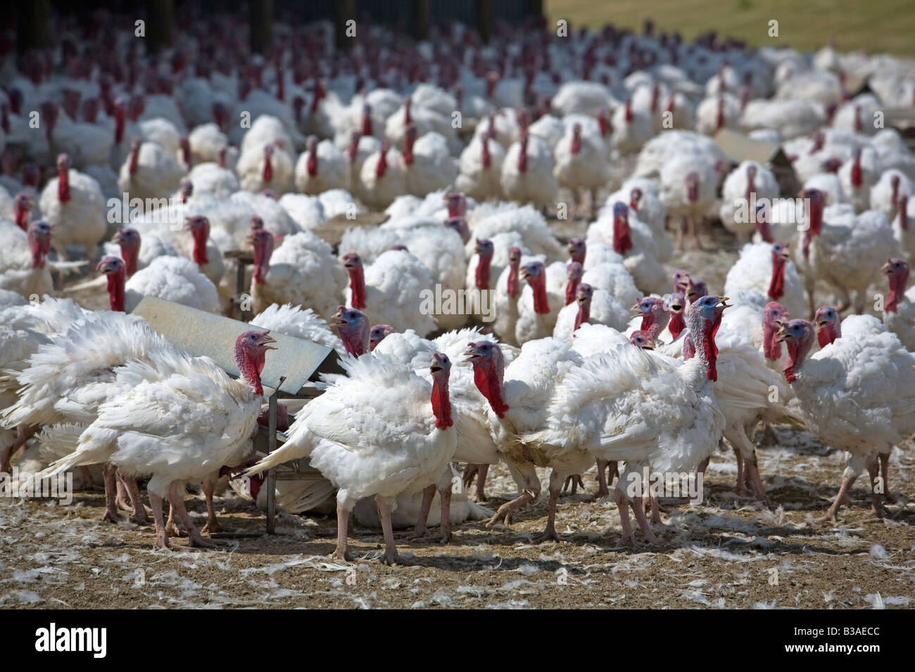 Turkey flock in central Utah Stock Photo - Alamy
