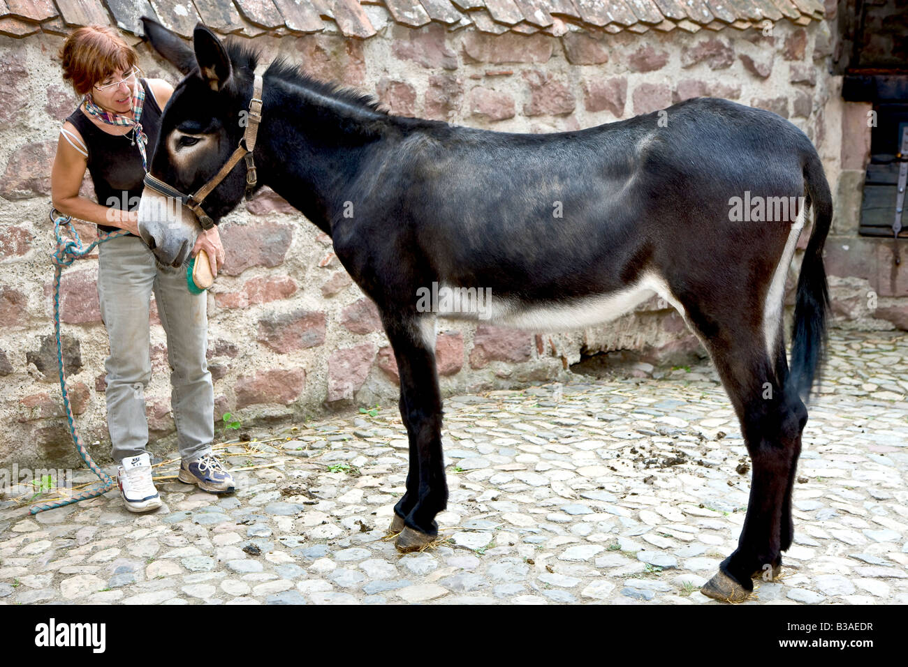 Large black donkey Stock Photo - Alamy