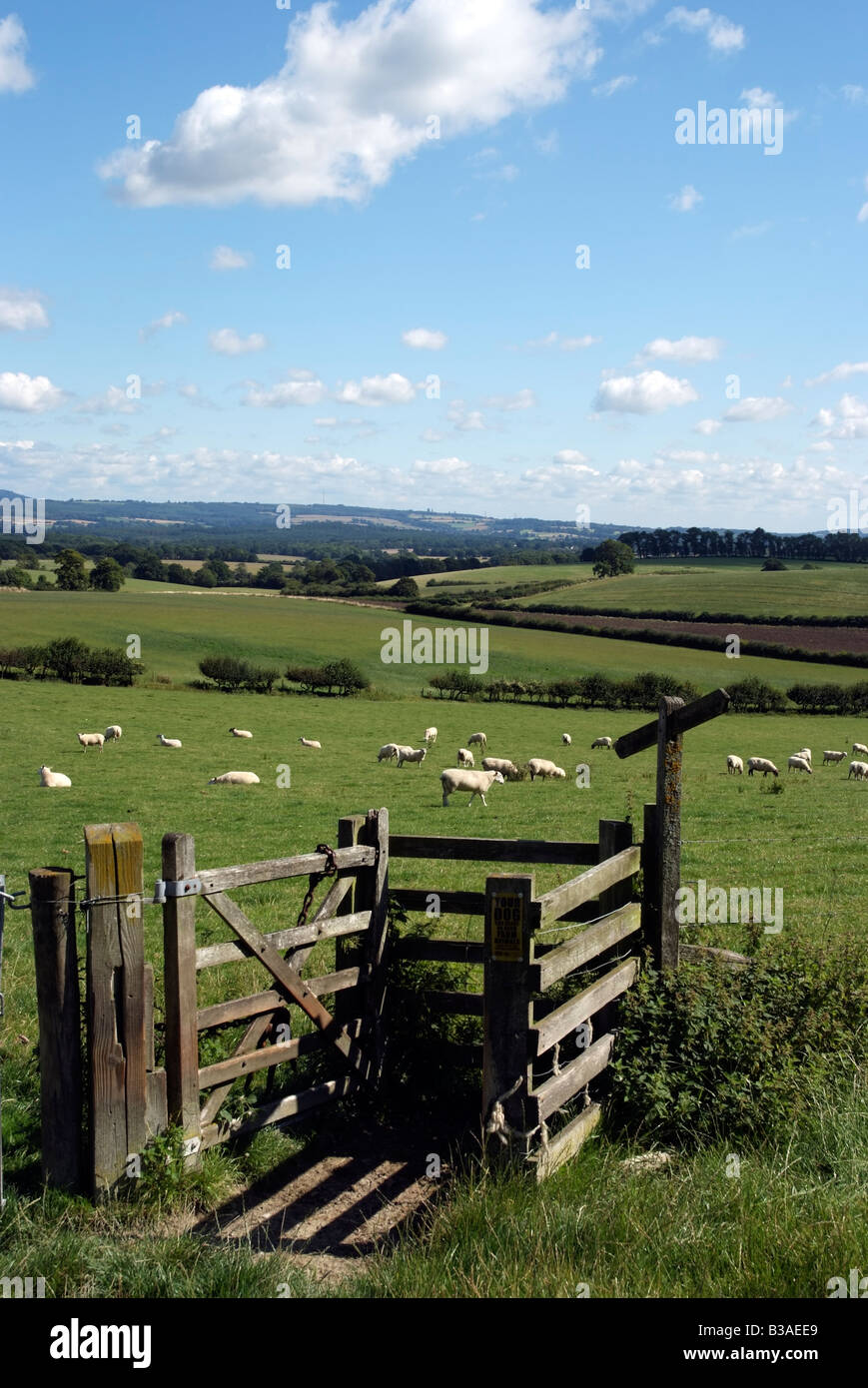 Sheep in countryside hi-res stock photography and images - Alamy