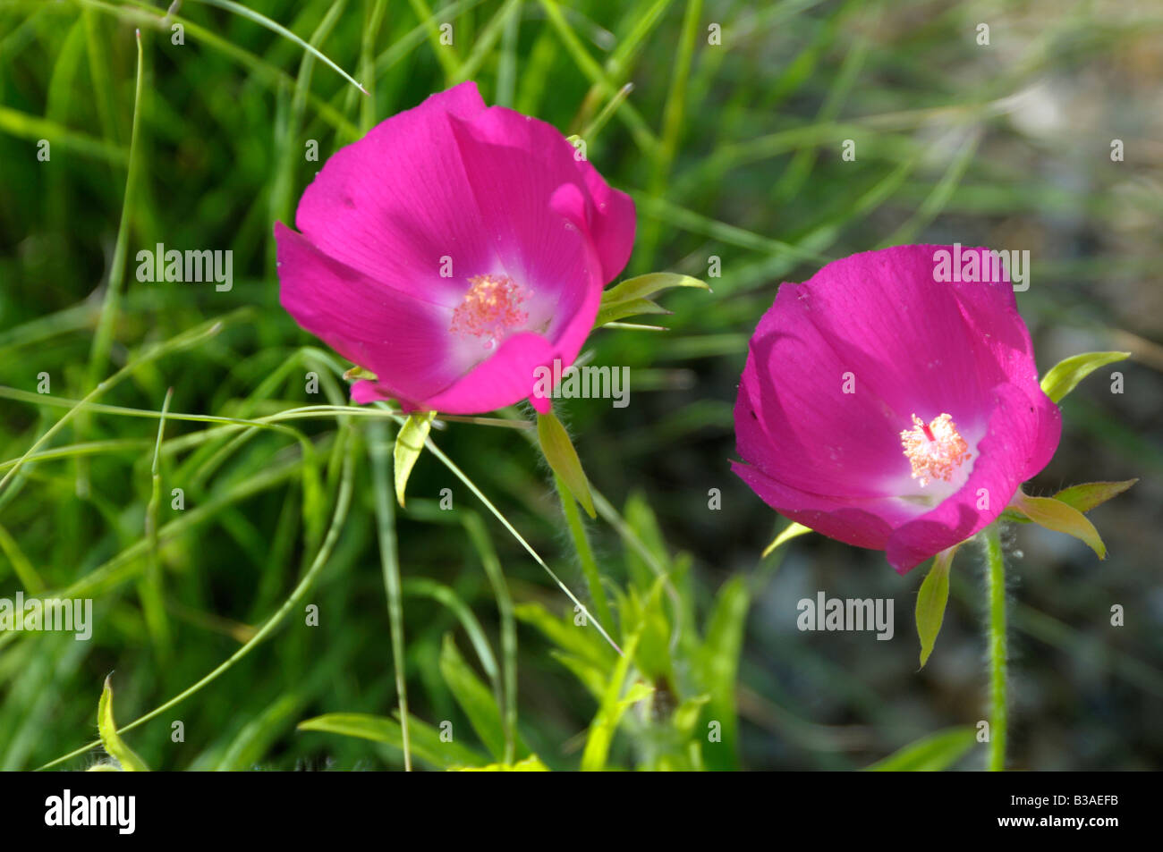 Purple Poppy Mallow (Callirhoe involucrata) flowering Stock Photo - Alamy