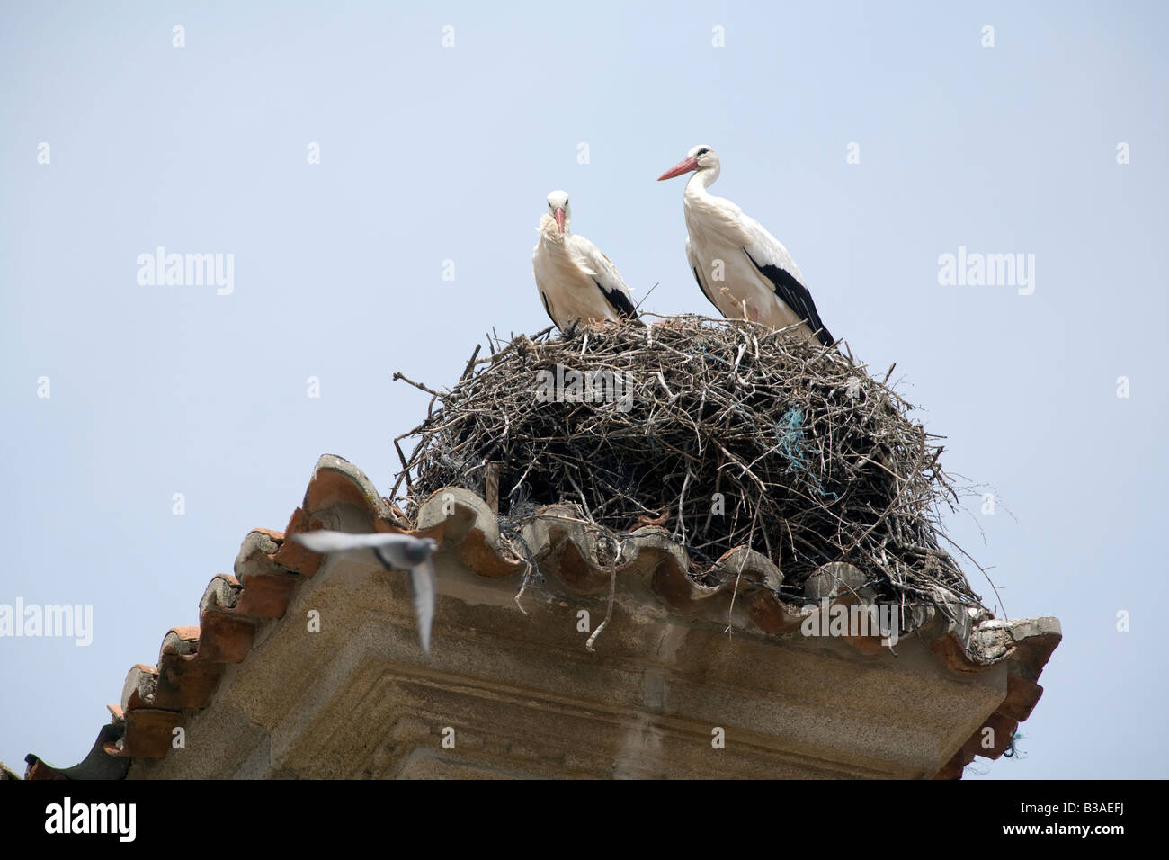 Couple of storks on their nest on the top of Santa Maria church, Brozas ...