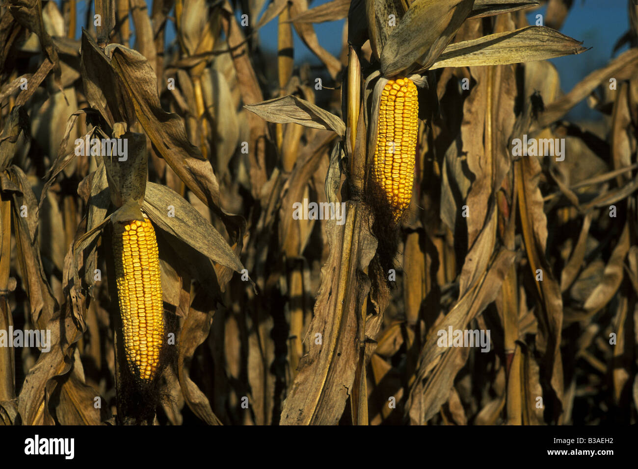 Biofuel cereal field food harvest hi-res stock photography and images ...