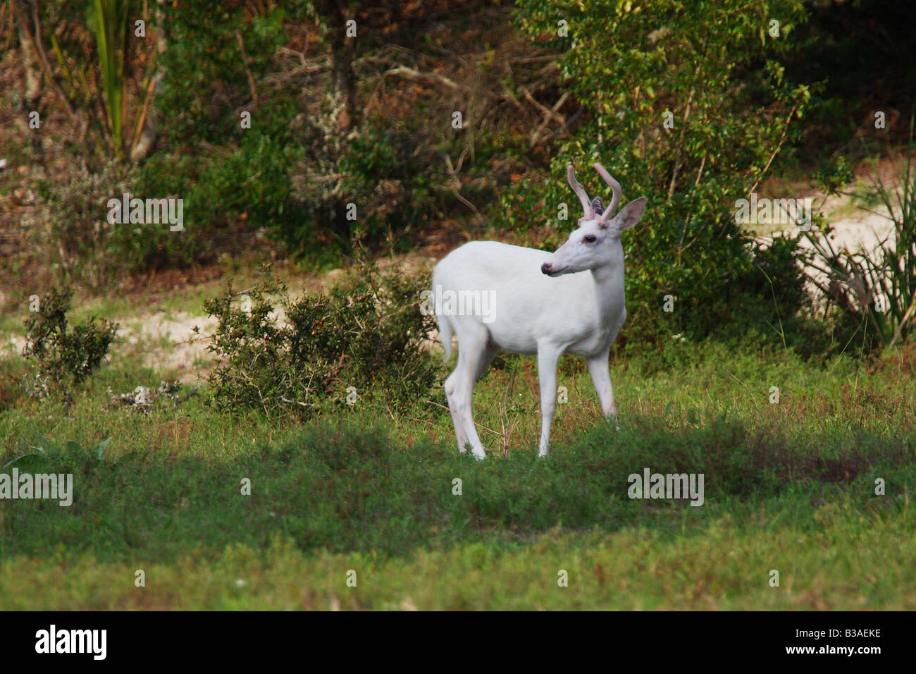 Pure white deer buck grazing on Cumberland Island Georgia Stock Photo ...