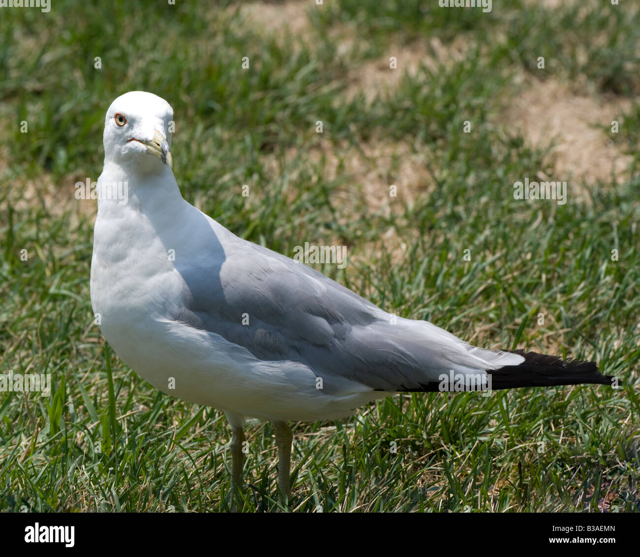 Ring billed gull squawk hi-res stock photography and images - Alamy