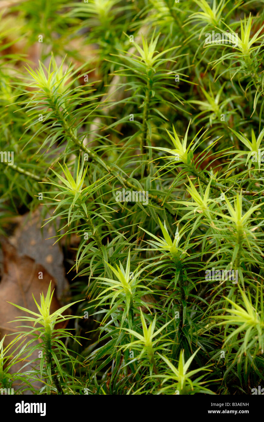 Moss Polytrichum commune, Wales, UK Stock Photo - Alamy