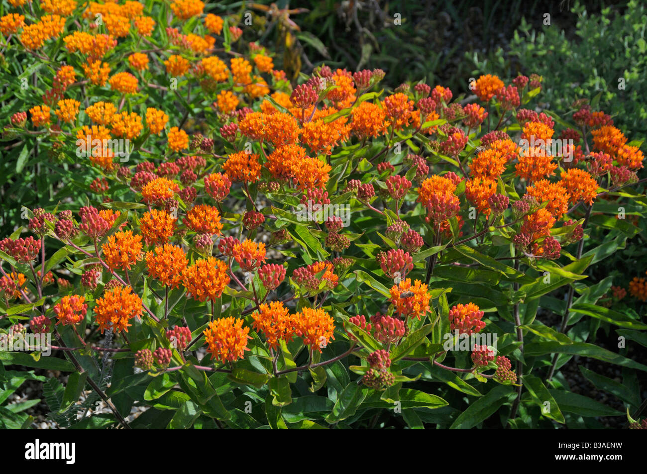 Butterfly Weed, Pleurisy Root, Butterfly Milkweed (Asclepias tuberosa ...