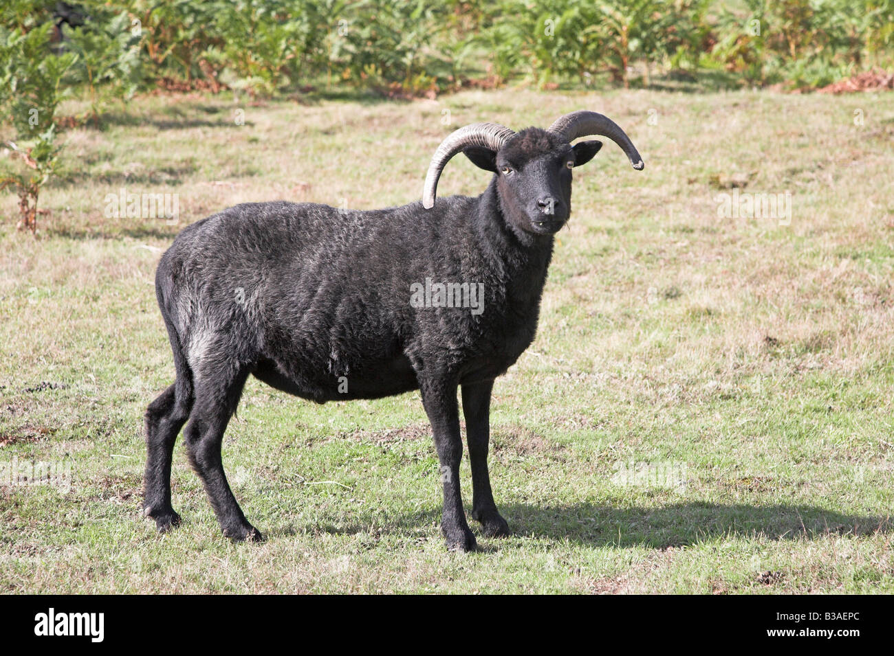 Hebridean sheep grazing hi-res stock photography and images - Alamy